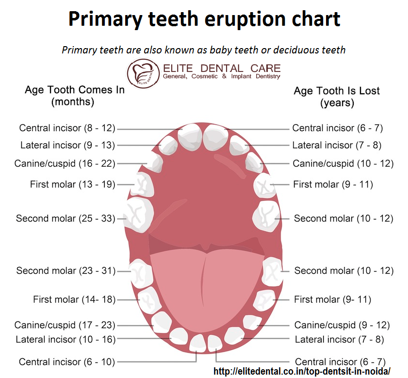 Wheelers Anterior Tooth Anatomy